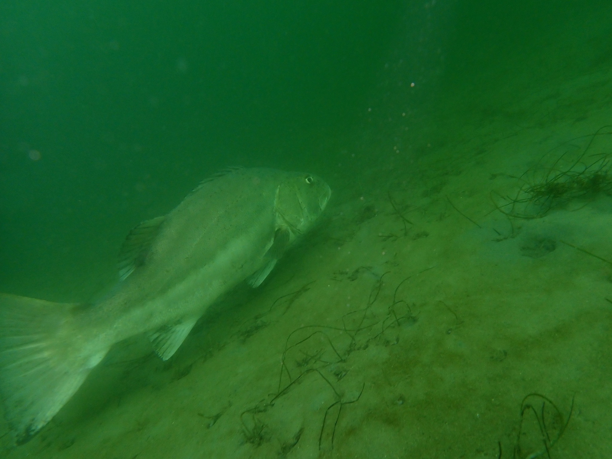 Polyprionidae