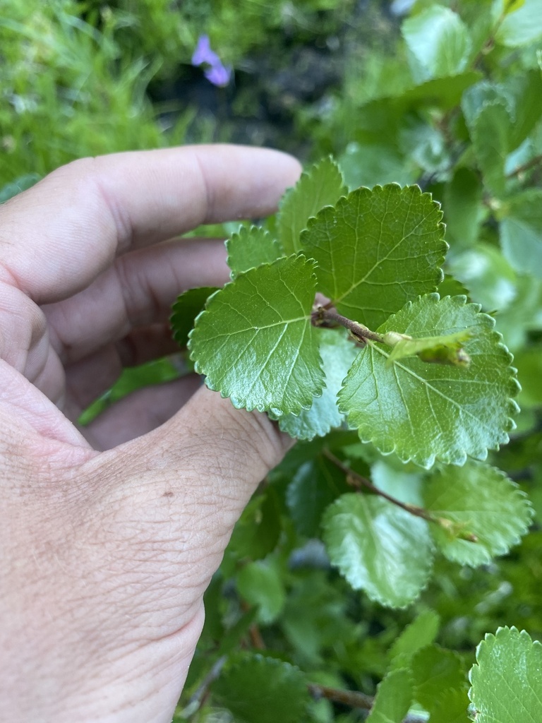 dwarf resin birch in June 2022 by Jordan Collins · iNaturalist