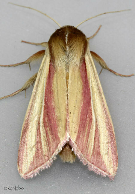 Pink Streak Moth from Montgomery County, OH, USA on July 22, 2021 at 03 ...