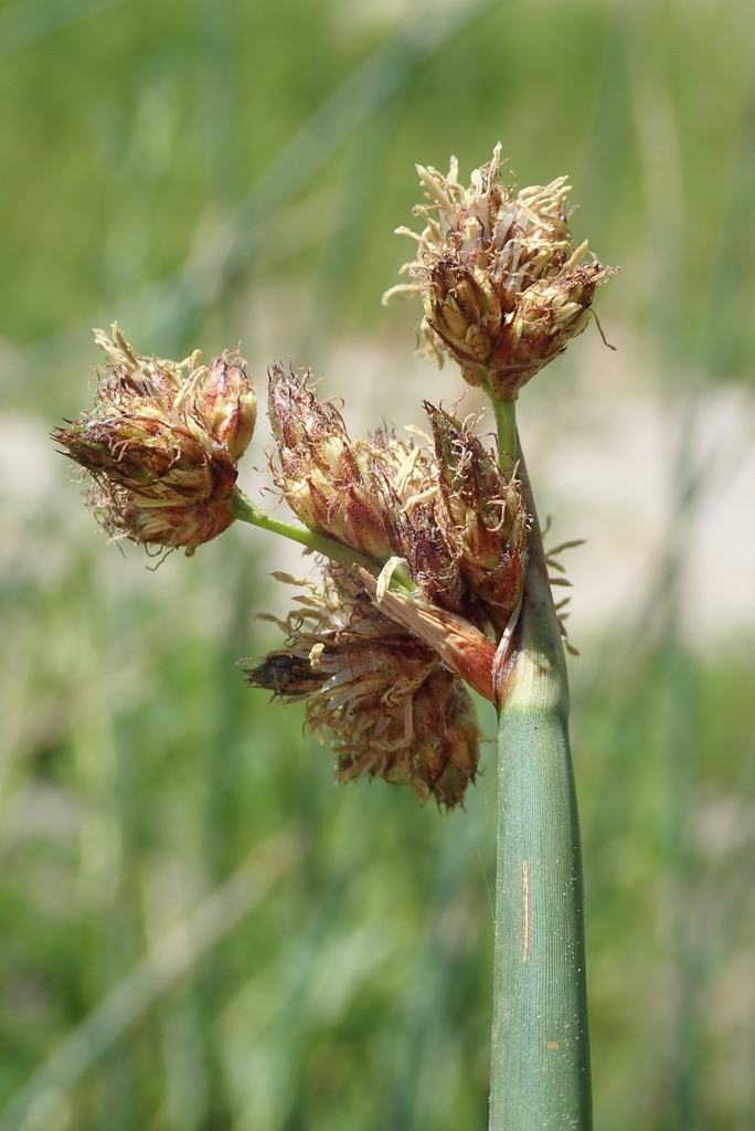 hardstem bulrush from San Bernardino County, CA, USA on June 29, 2022 ...