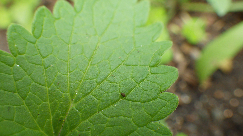 Garden Springtail from Spokane County, US-WA, US on July 04, 2014 at 03 ...