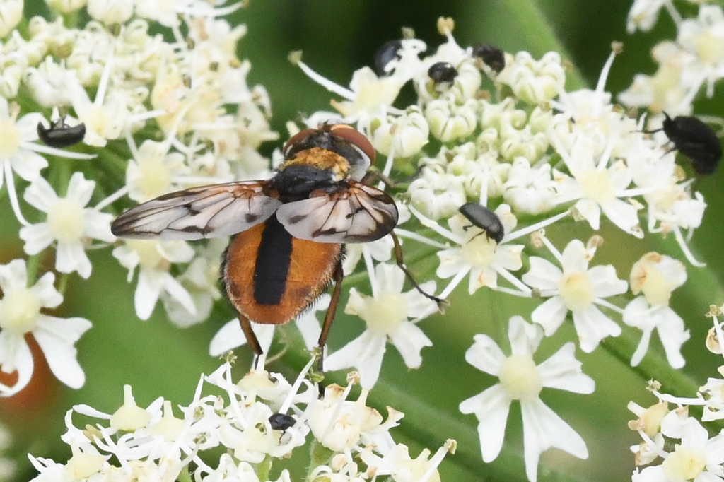Ectophasia leucoptera from 68580 Bisel, France on June 26, 2022 at 11: ...