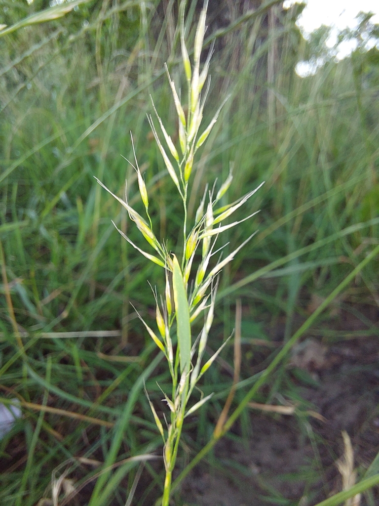 tall oat grass from Husumer Weg, 24106 Kiel, Deutschland on July 2 ...