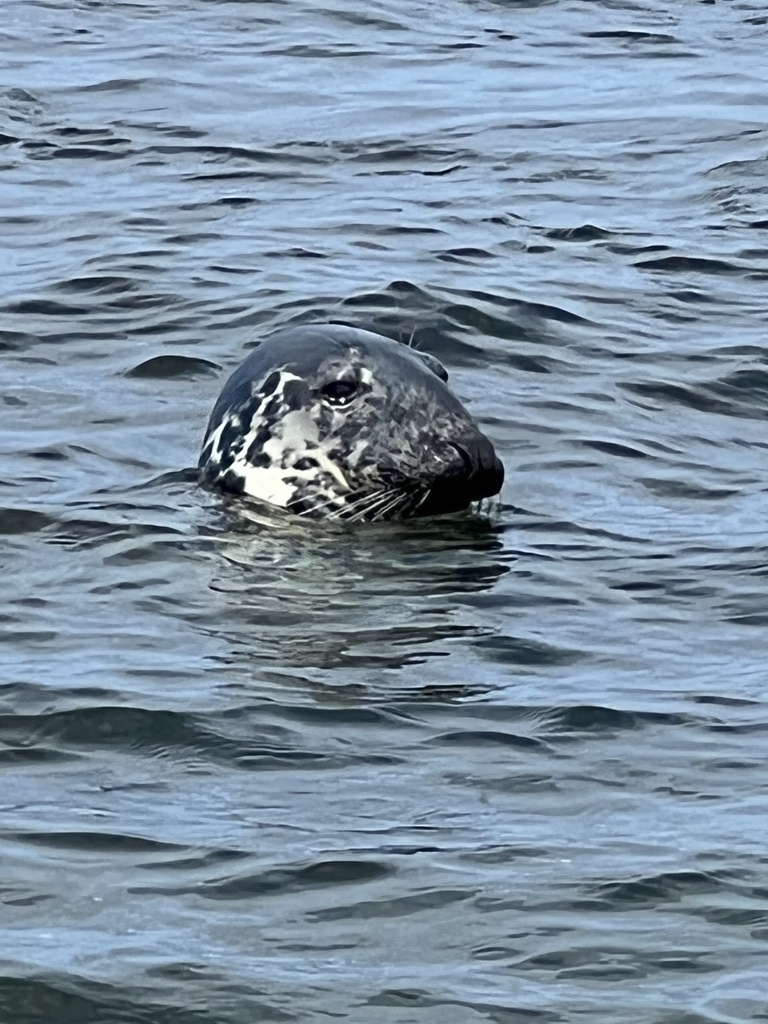 Atlantic Grey Seal from Cape Cod National Seashore, Provincetown, MA ...