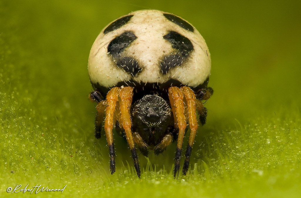 Coccinella Spider in December 2021 by Robert Wienand · iNaturalist