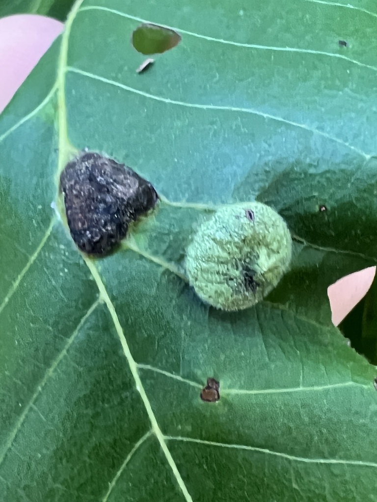 Phylloxera notabilis from Austin, TX, US on July 2, 2022 at 09:59 AM by ...