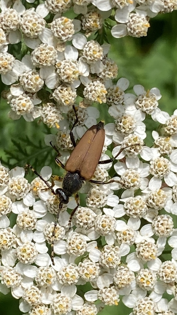 Red-winged Longhorn Beetle from Beisel's Rd, Lehighton, PA, US on July ...