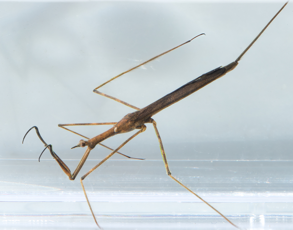 Ranatra from Homer Lake Wetland on September 25, 2021 at 11:28 AM by ...