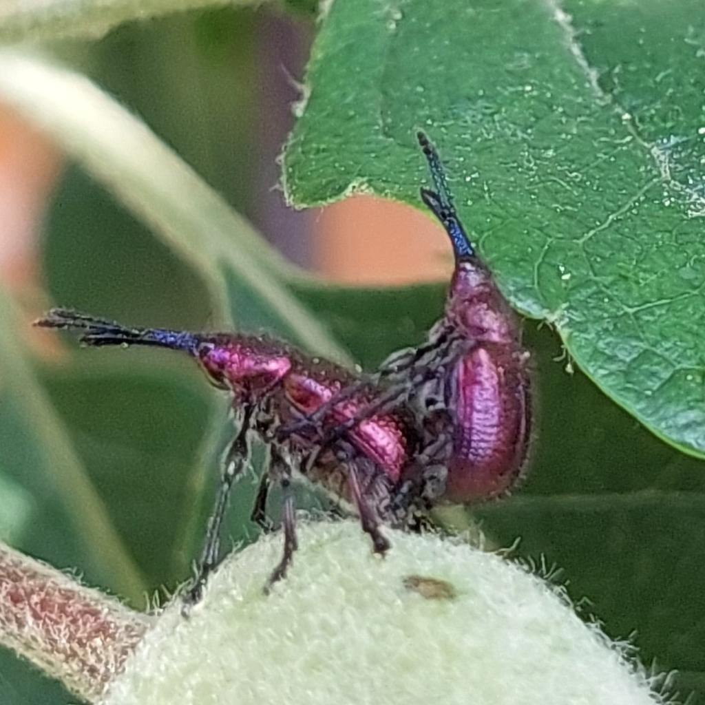 Rhynchites bacchus in May 2022 by Miha Jurić · iNaturalist