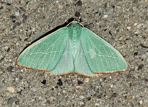 Nemoria rindgei · iNaturalist United Kingdom