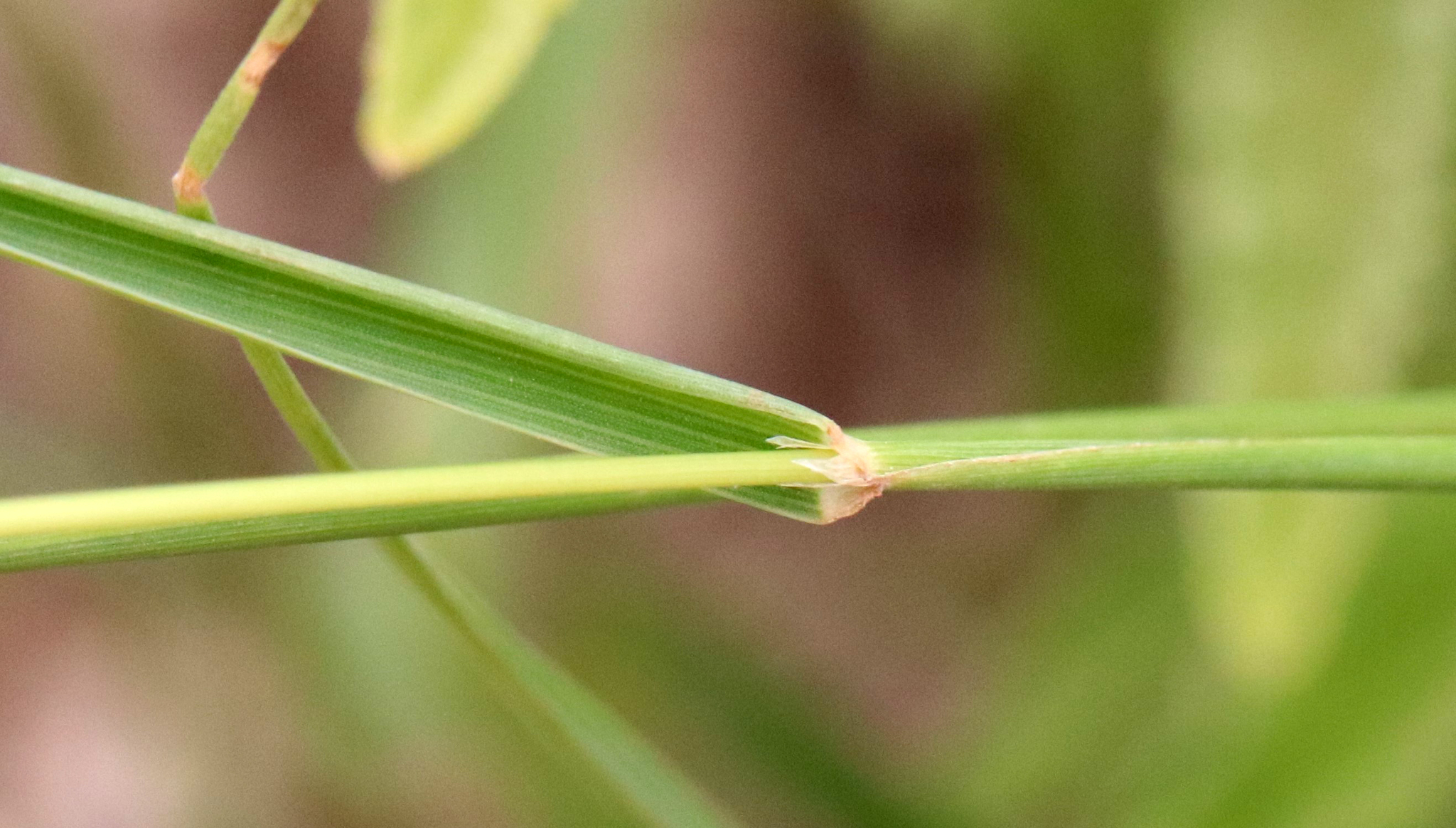 Digitaria californica (Benth.) Henrard