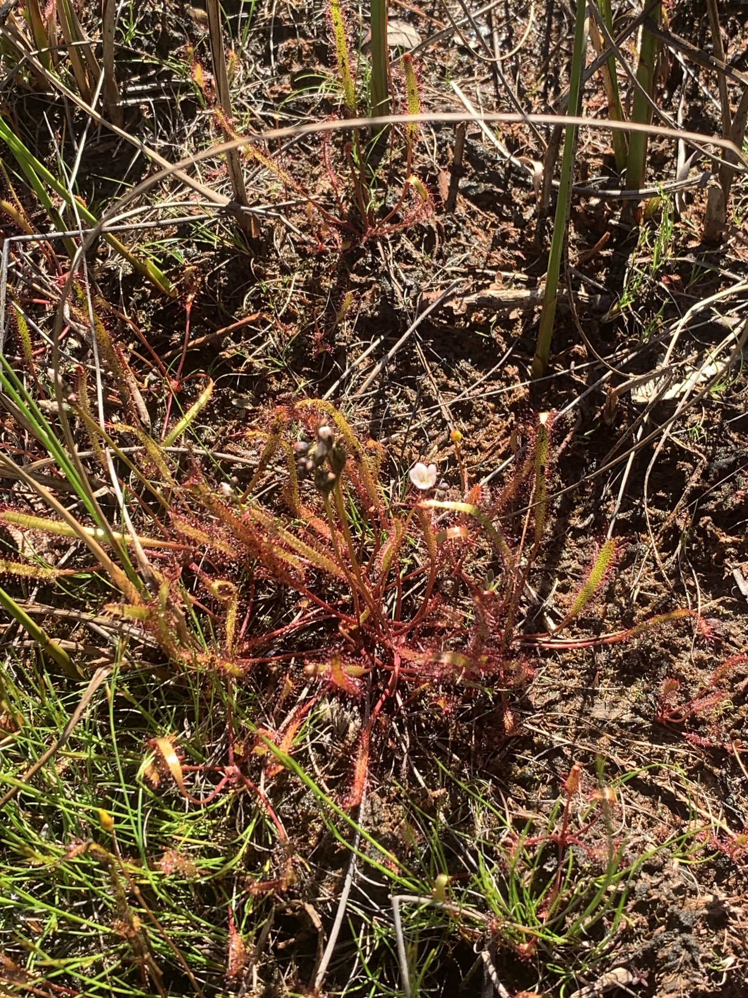 Drosera linearis Goldie