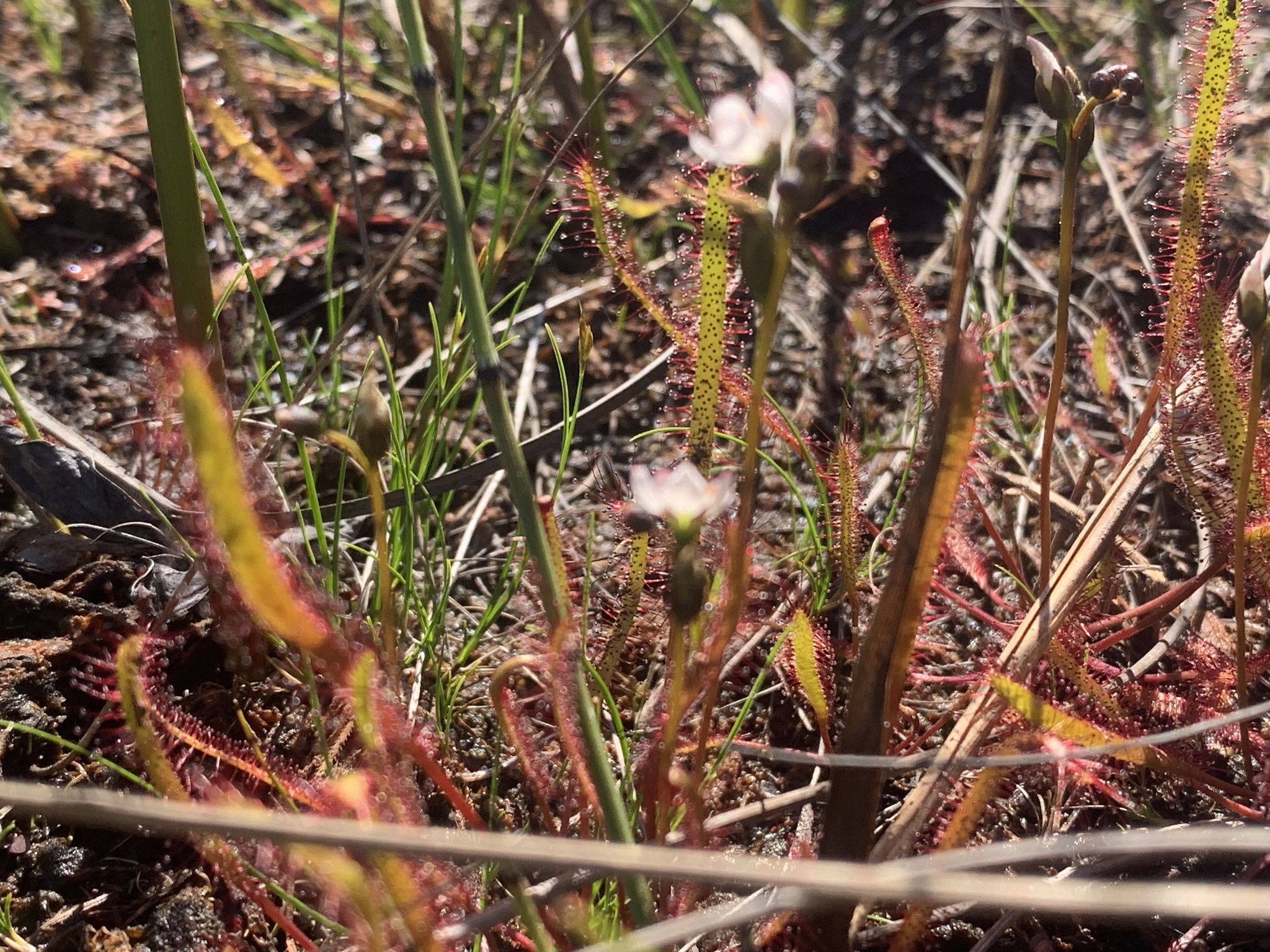 Drosera linearis Goldie