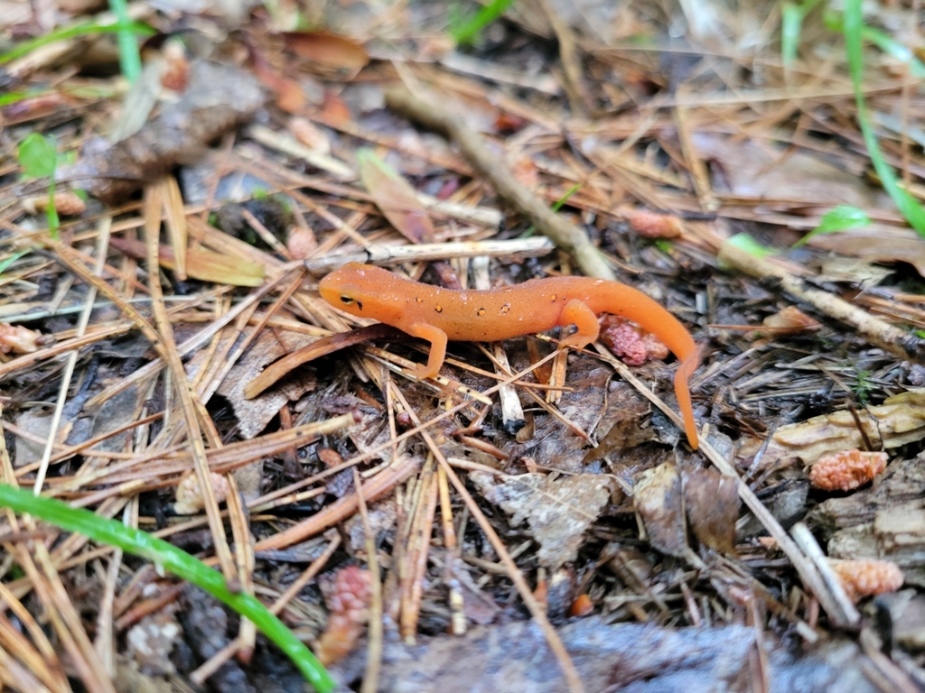 Eastern Newt from Tolland, MA, USA on June 27, 2022 at 08:18 AM by ...