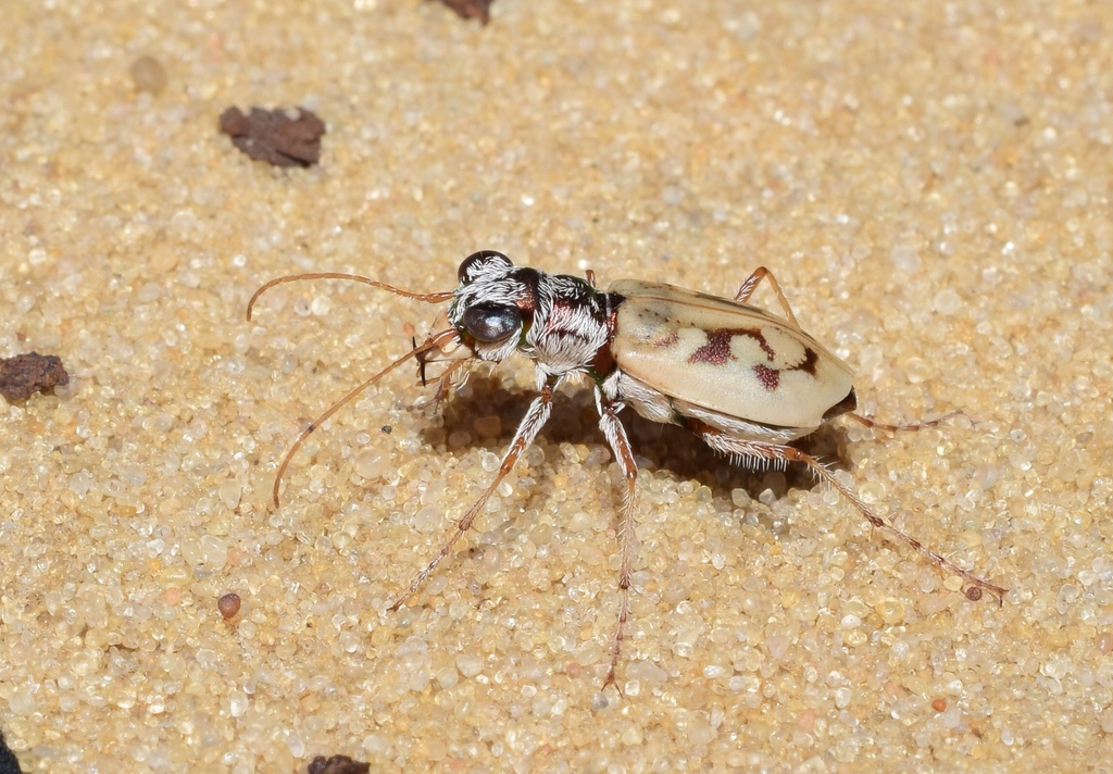 Ghost Tiger Beetle (Tiger Beetles of Mississippi) · iNaturalist