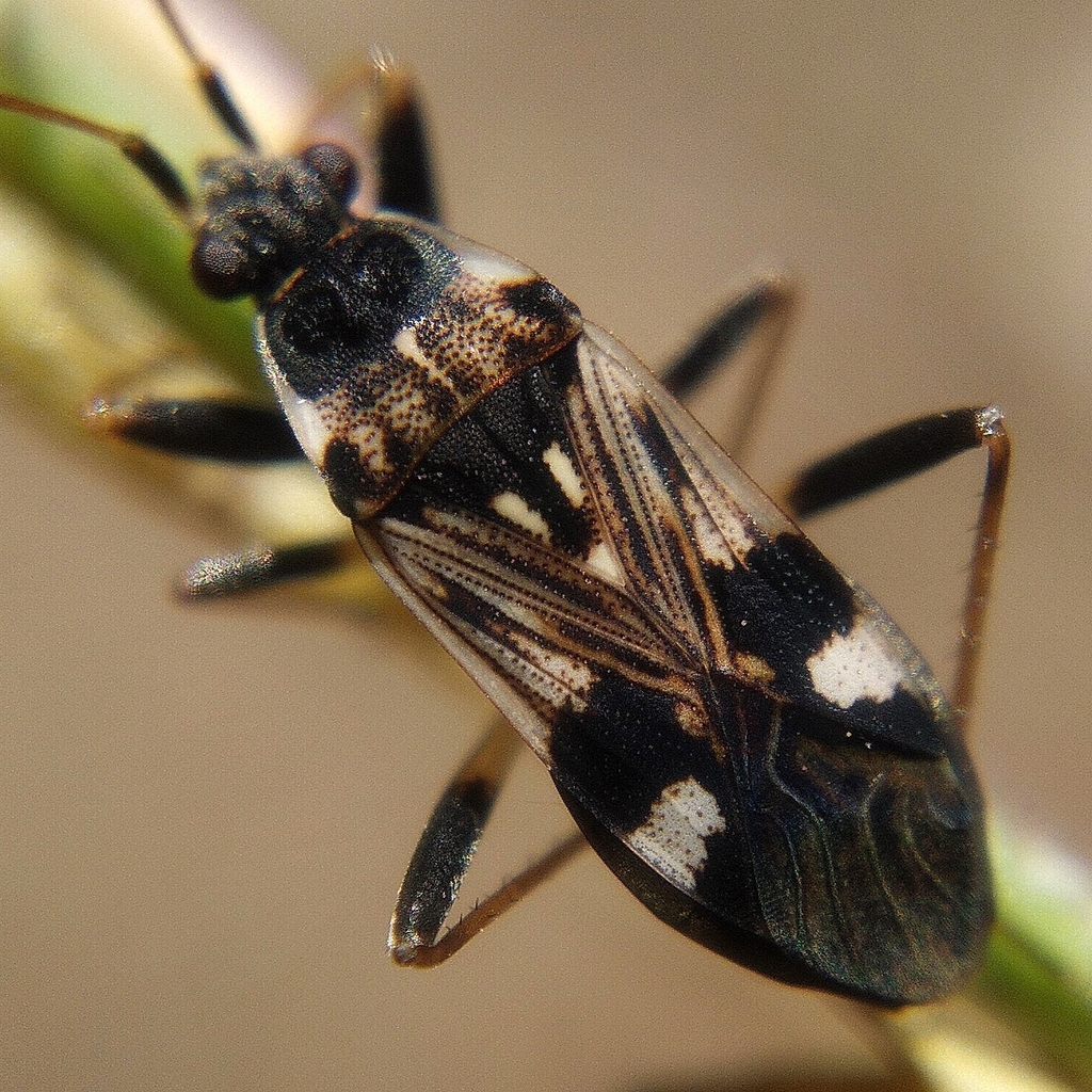 Beosus maritimus (Madeira True Bugs) · iNaturalist