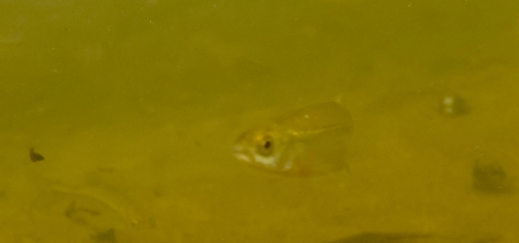 Chiselmouth from Willamette River, Corvallis, OR, US on July 02, 2022 ...