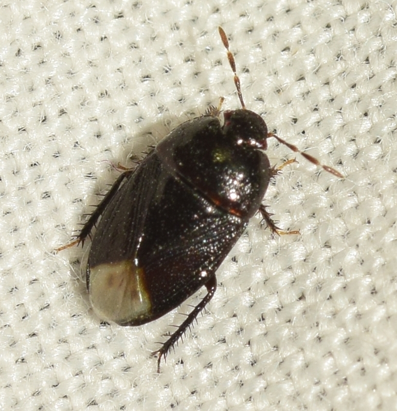 Geotomus elongatus (Herrich-Schäffer, 1840)