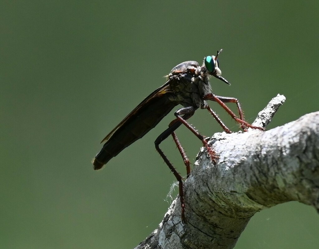 Giant Prairie Robber Fly from Victoria County, TX, USA on July 02, 2022 ...