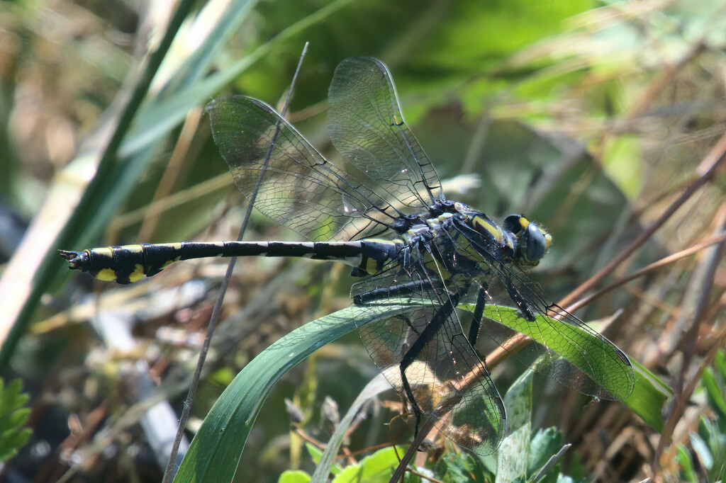 Columbia Clubtail from Gilliam County, OR on July 01, 2022 at 10:32 AM ...