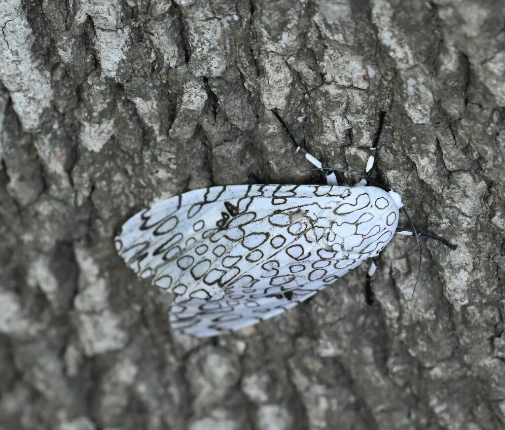 Giant Leopard Moth from Victoria County, TX, USA on July 02, 2022 at 12 ...