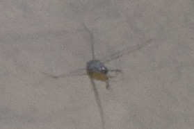 Metrobates hesperius from Walpack Township, NJ, USA on August 30, 2020 ...