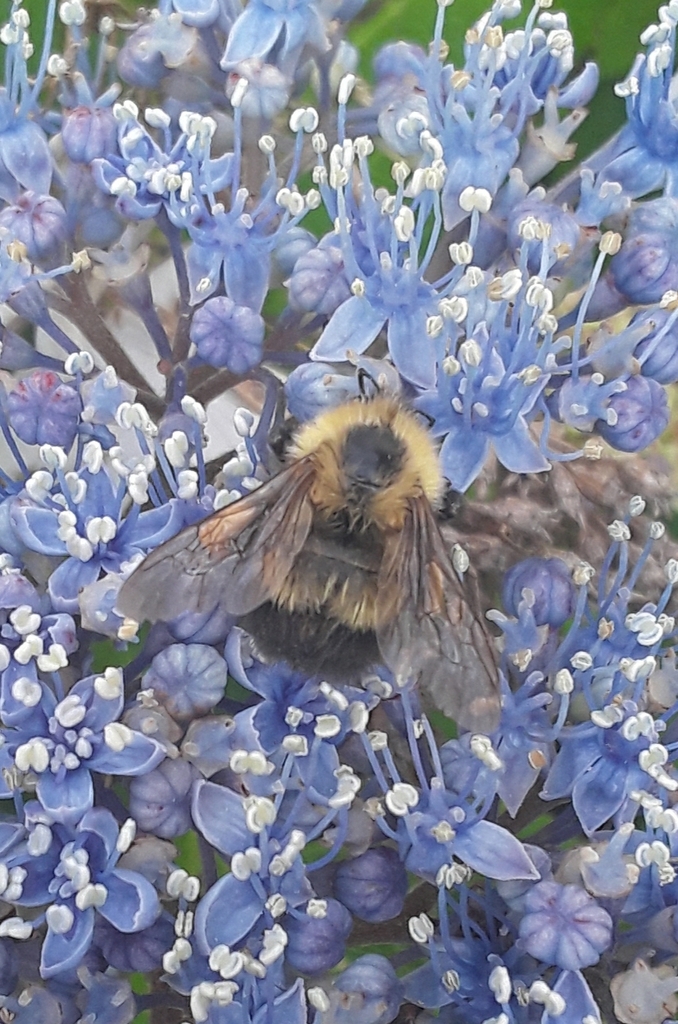 Bumble Bees from Orléans, Massachusetts 02653, États-Unis on July 02 ...