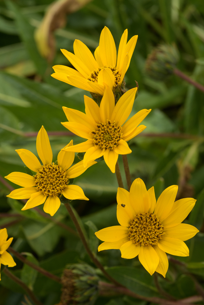 narrowleaf mule-ears from Lane County, OR, USA on June 30, 2022 at 02: ...