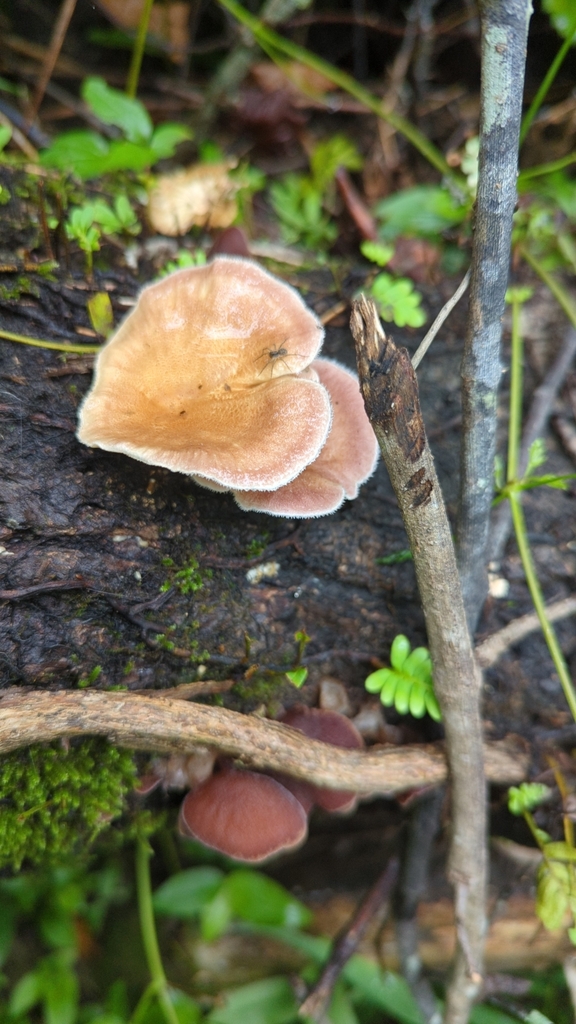 Panus strigellus from Zachary, LA 70791, USA on July 2, 2022 at 02:25 ...