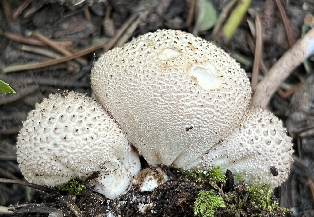 common puffball from Valley County, ID, USA on July 01, 2022 at 01:11 ...