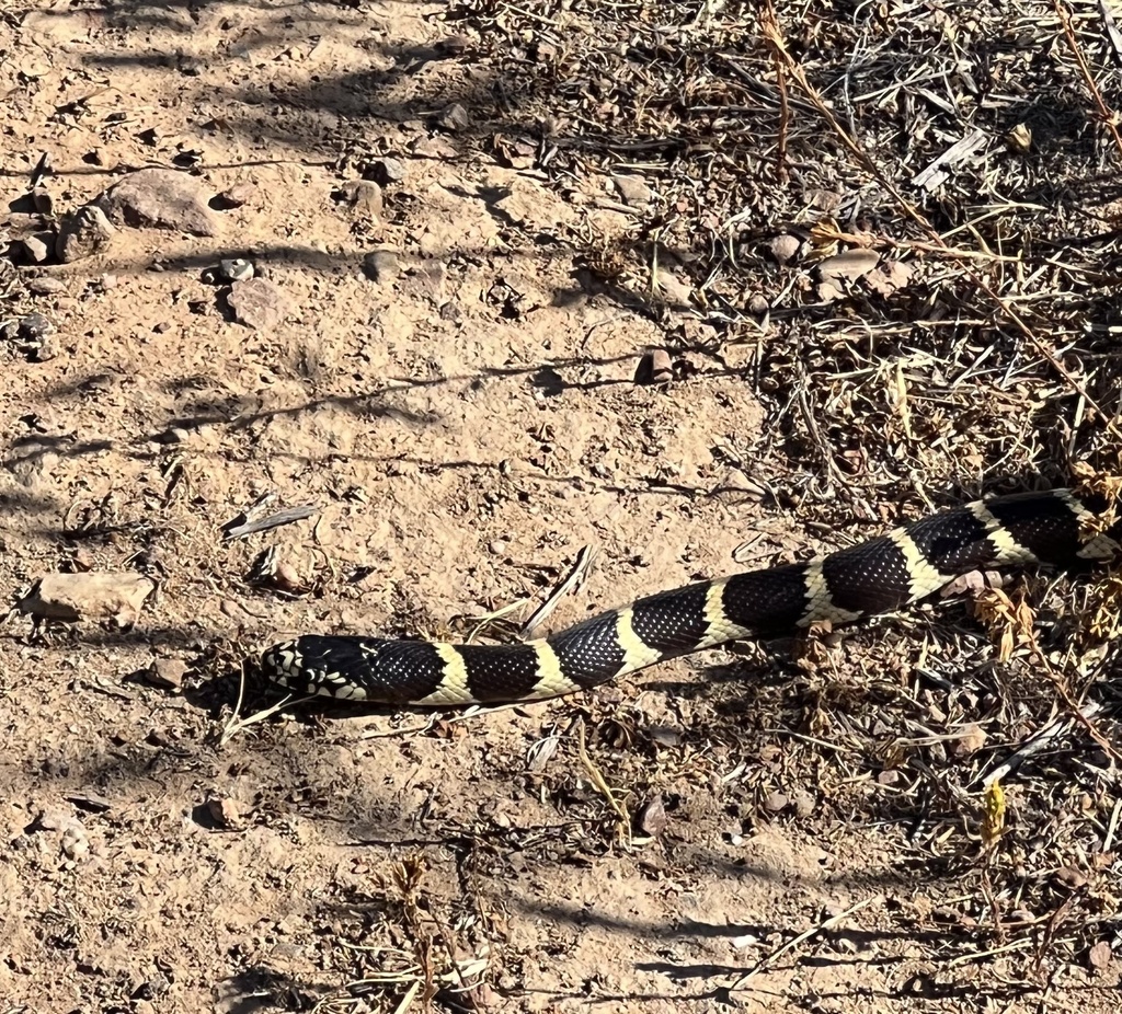 California King Snake from Ronald W. Caspers Wilderness Park, Trabuco ...