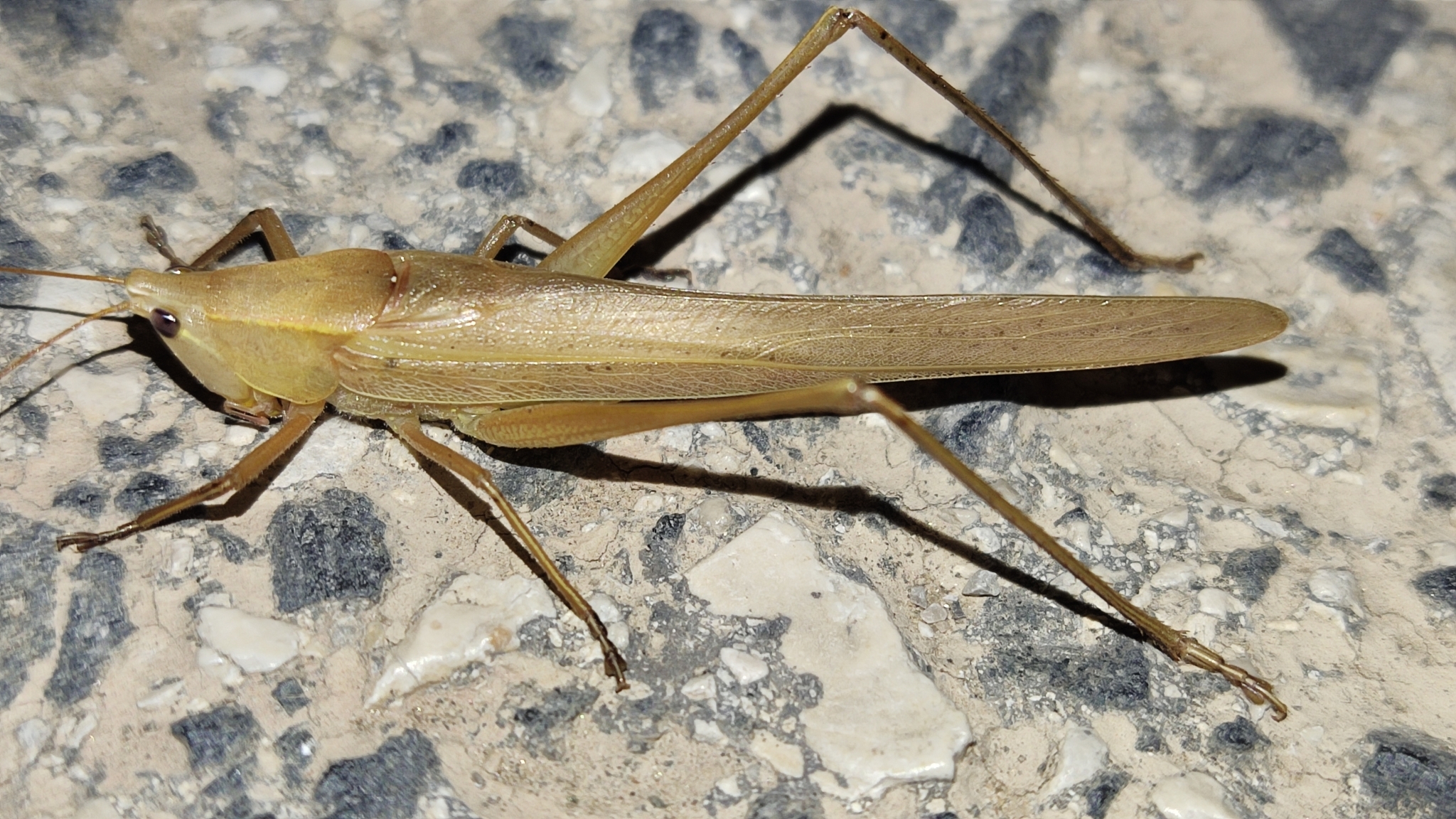Ruspolia nitidula (Scopoli, 1786)