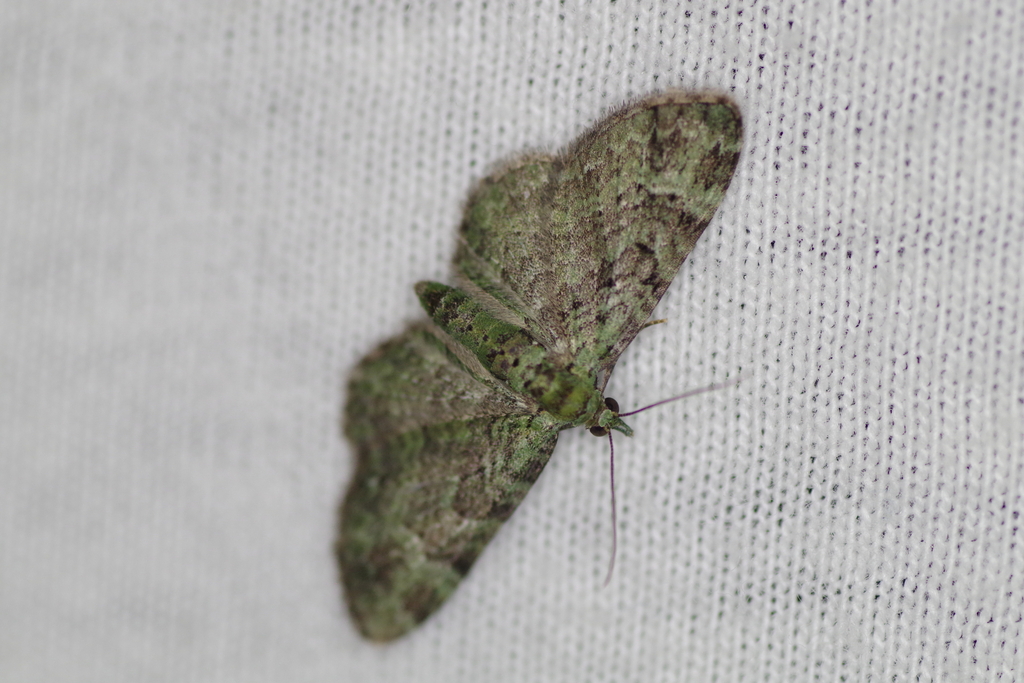 Green Pug from Onondaga County, NY, USA on June 21, 2022 at 08:26 PM by ...