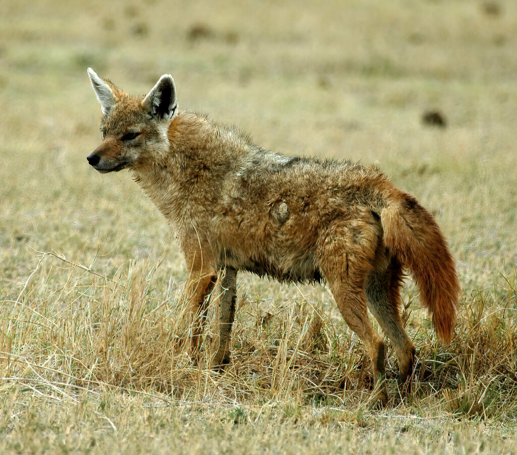 African Wolf from Ngorongoro, Tanzania on November 14, 2007 at 12:24 AM ...