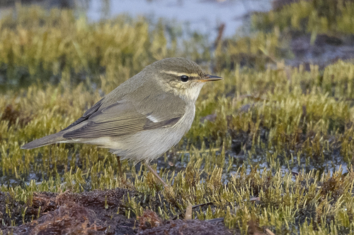 Arctic Warbler Complex (Complex Phylloscopus borealis) · iNaturalist Arctic Warbler Complex (Complex Phylloscopus borealis) · iNaturalist
