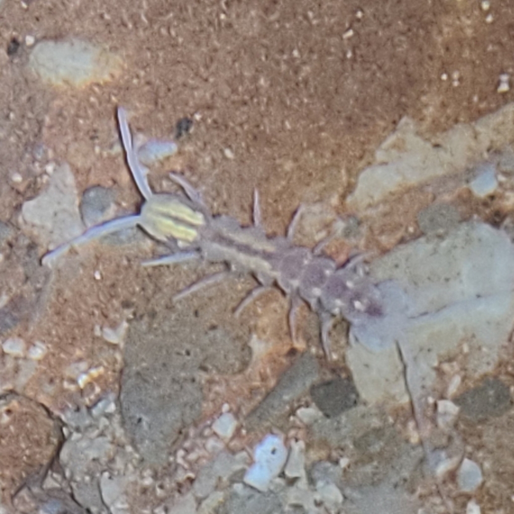 Caecidotea acuticarpa (Isopods of the United States) · iNaturalist