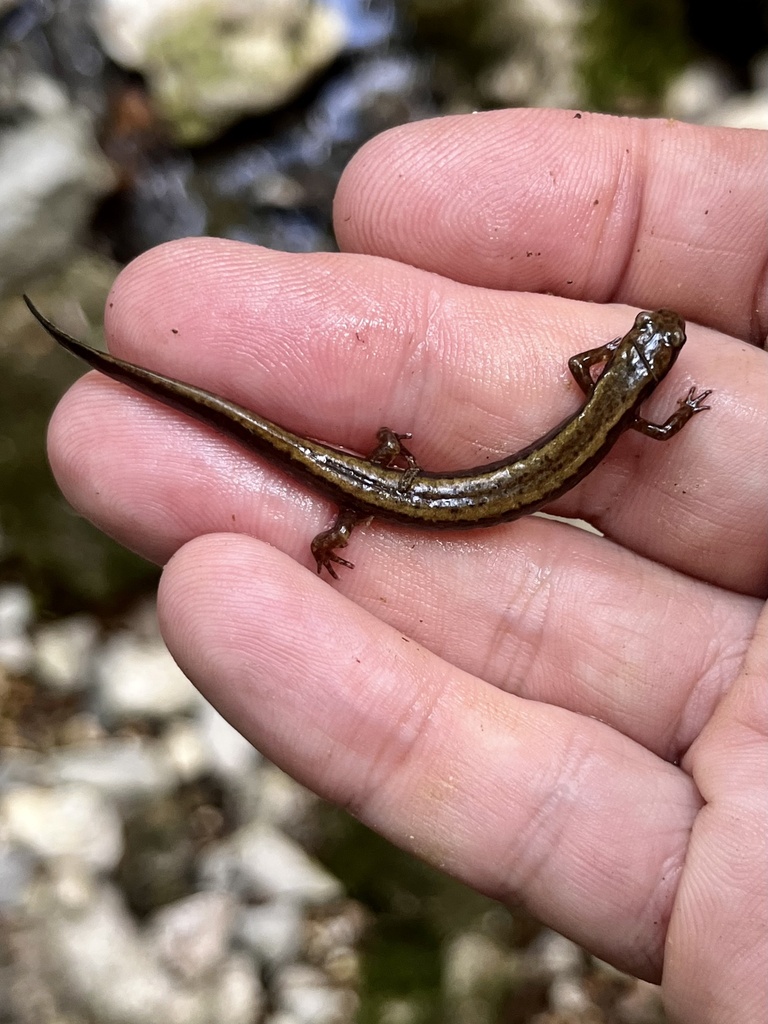 Brownback Salamander from Scottsboro, AL, US on July 02, 2022 at 03:52 ...