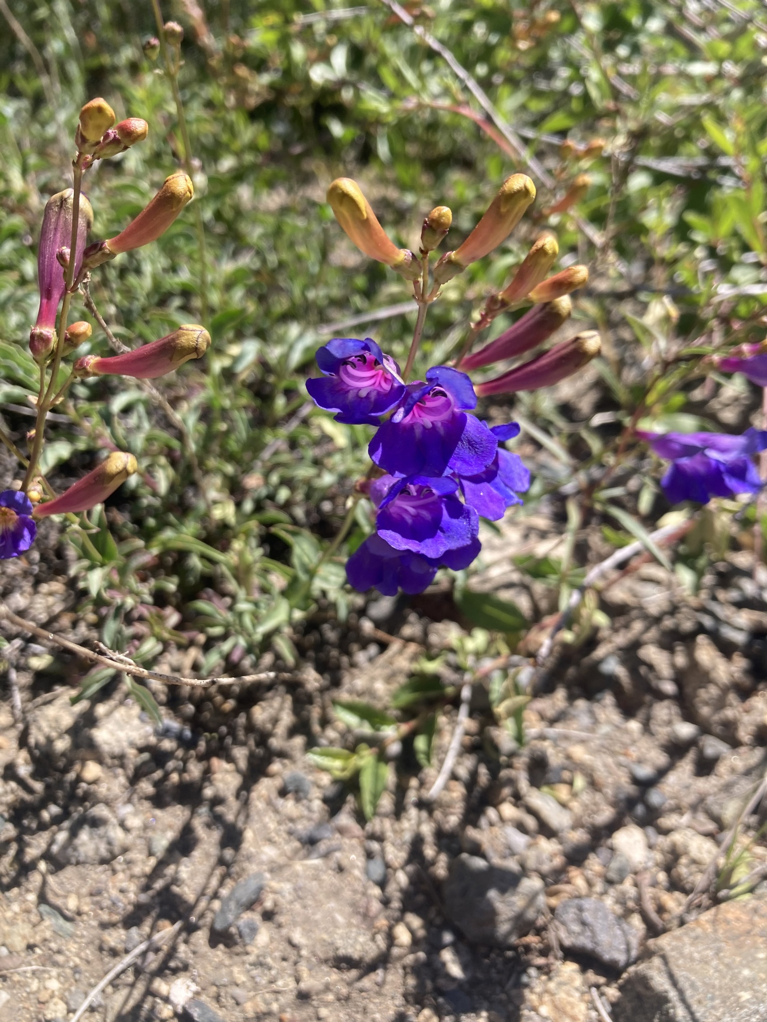 Penstemon azureus Benth.