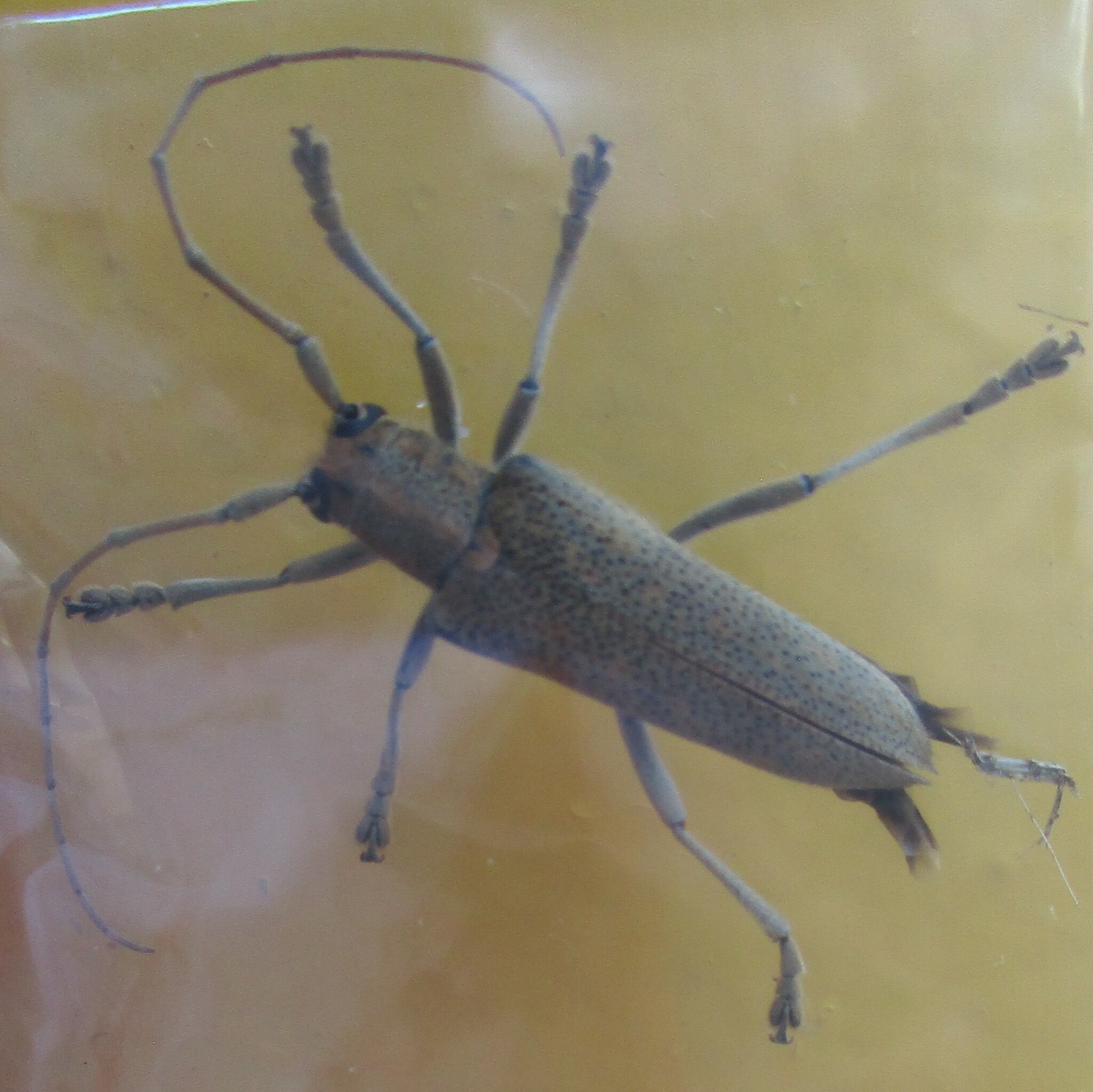 Saperda calcarata Say, 1824