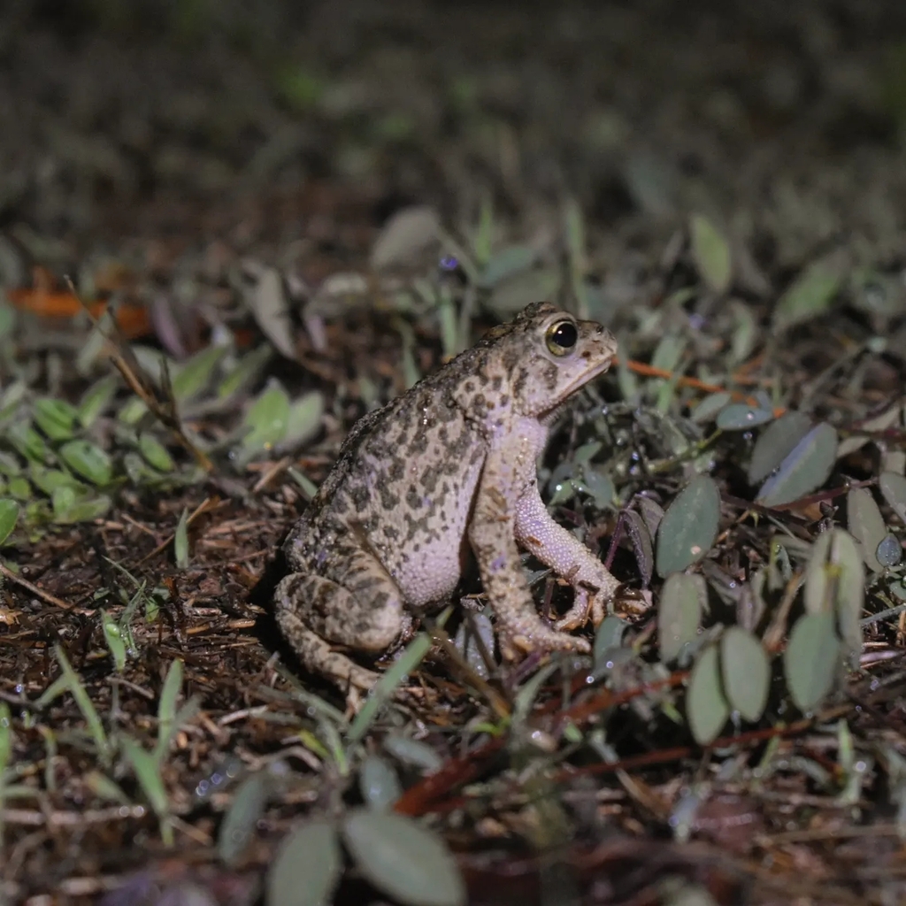 Pine Toad from La cueva del lince, Caseta cueva Del Lince, Jal., México ...