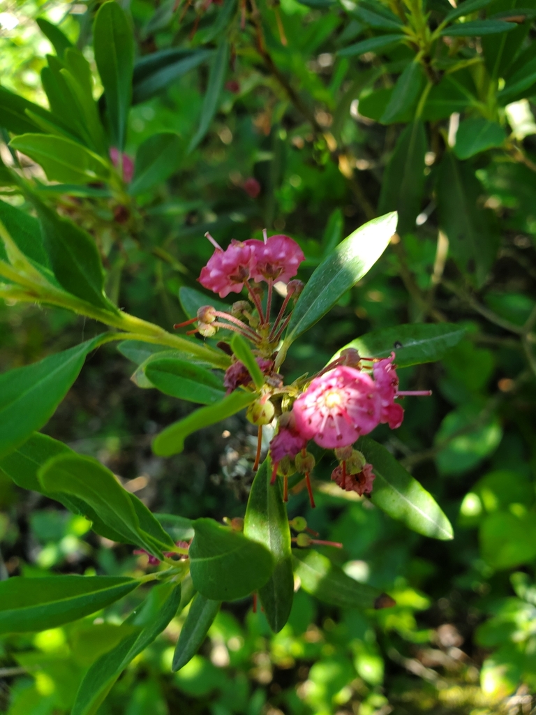 sheep laurel from Minden Bog on July 2, 2022 at 02:17 PM by vratnica ...
