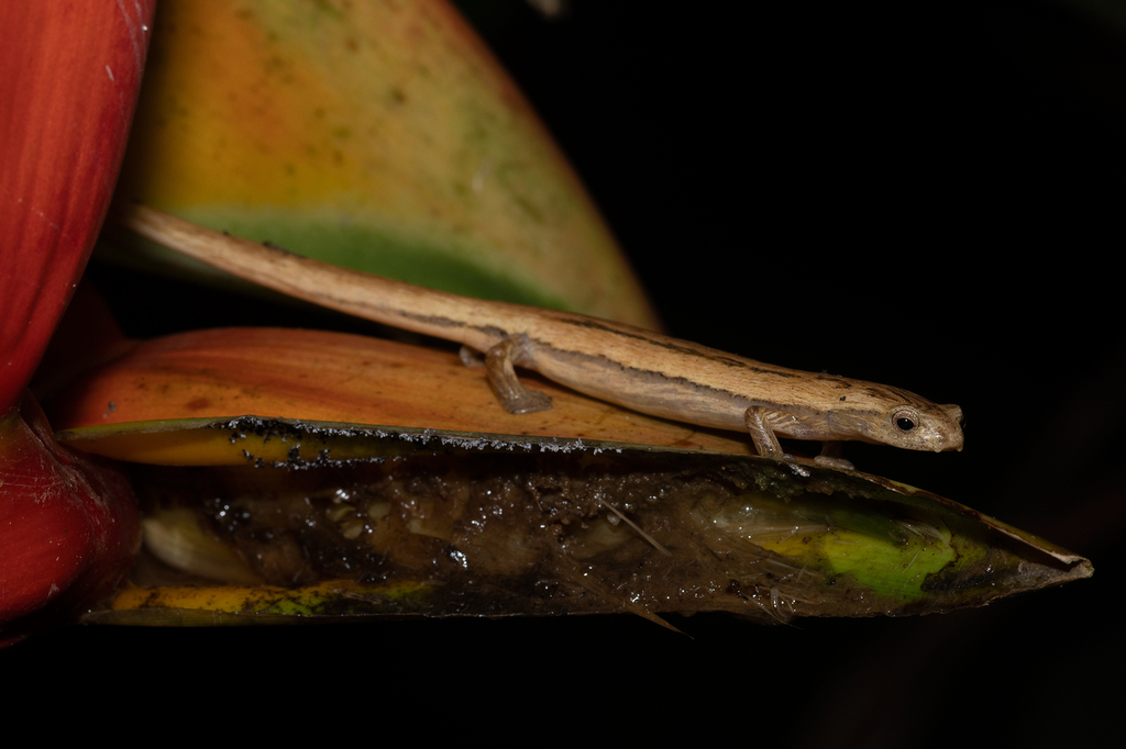 Cukra Mushroomtongue Salamander from Heredia Province, Sarapiqui, Costa ...
