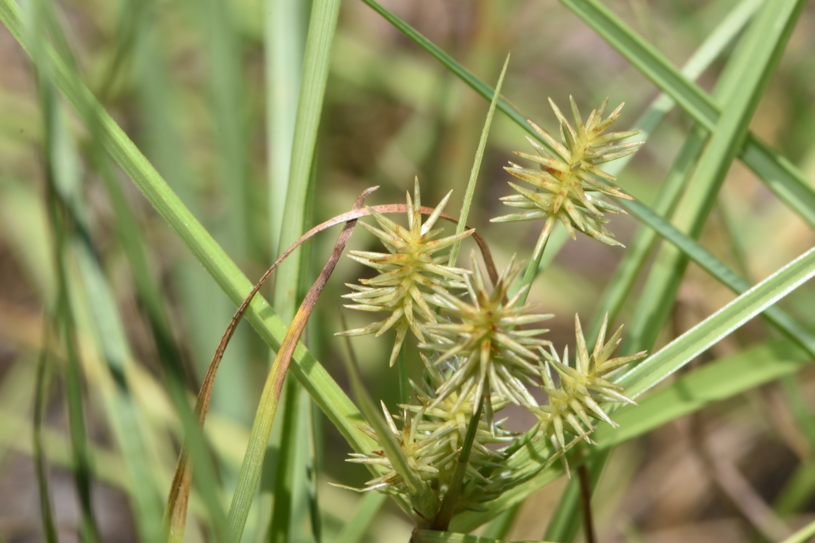 Cyperus retroflexus Buckley
