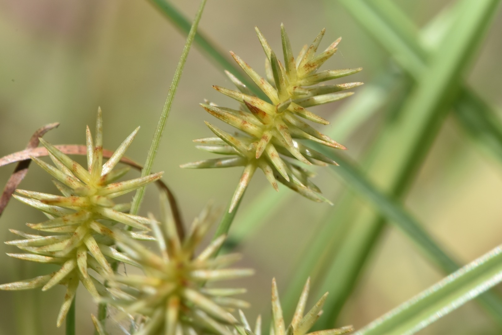 Cyperus retroflexus Buckley