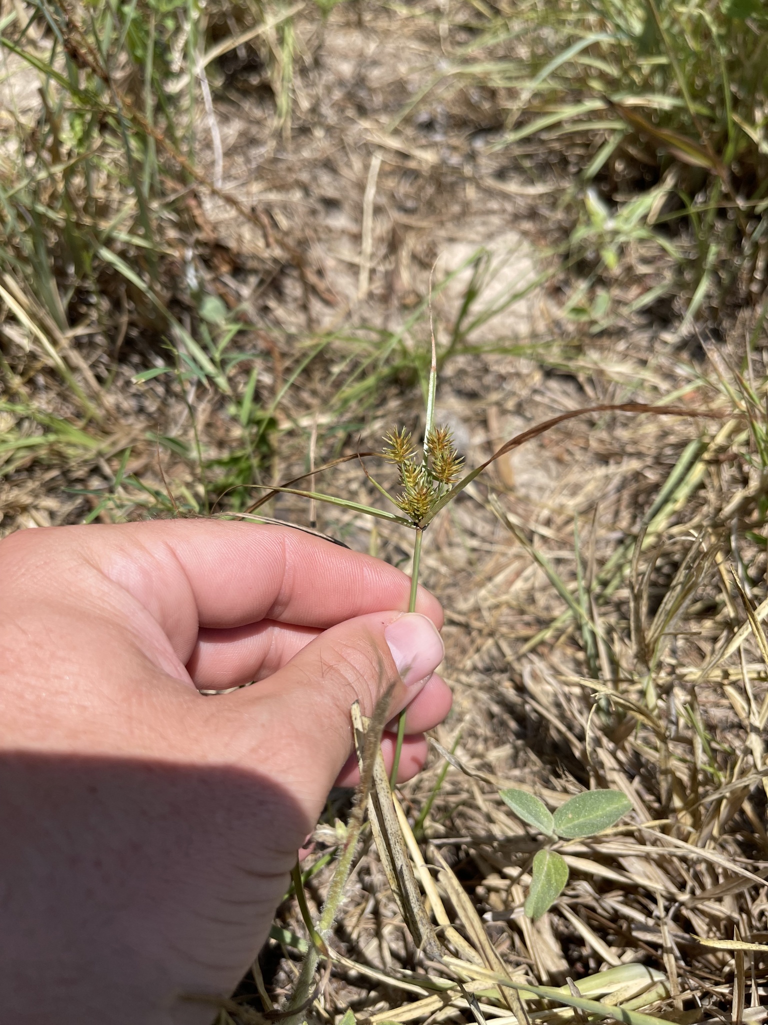 Cyperus retroflexus Buckley
