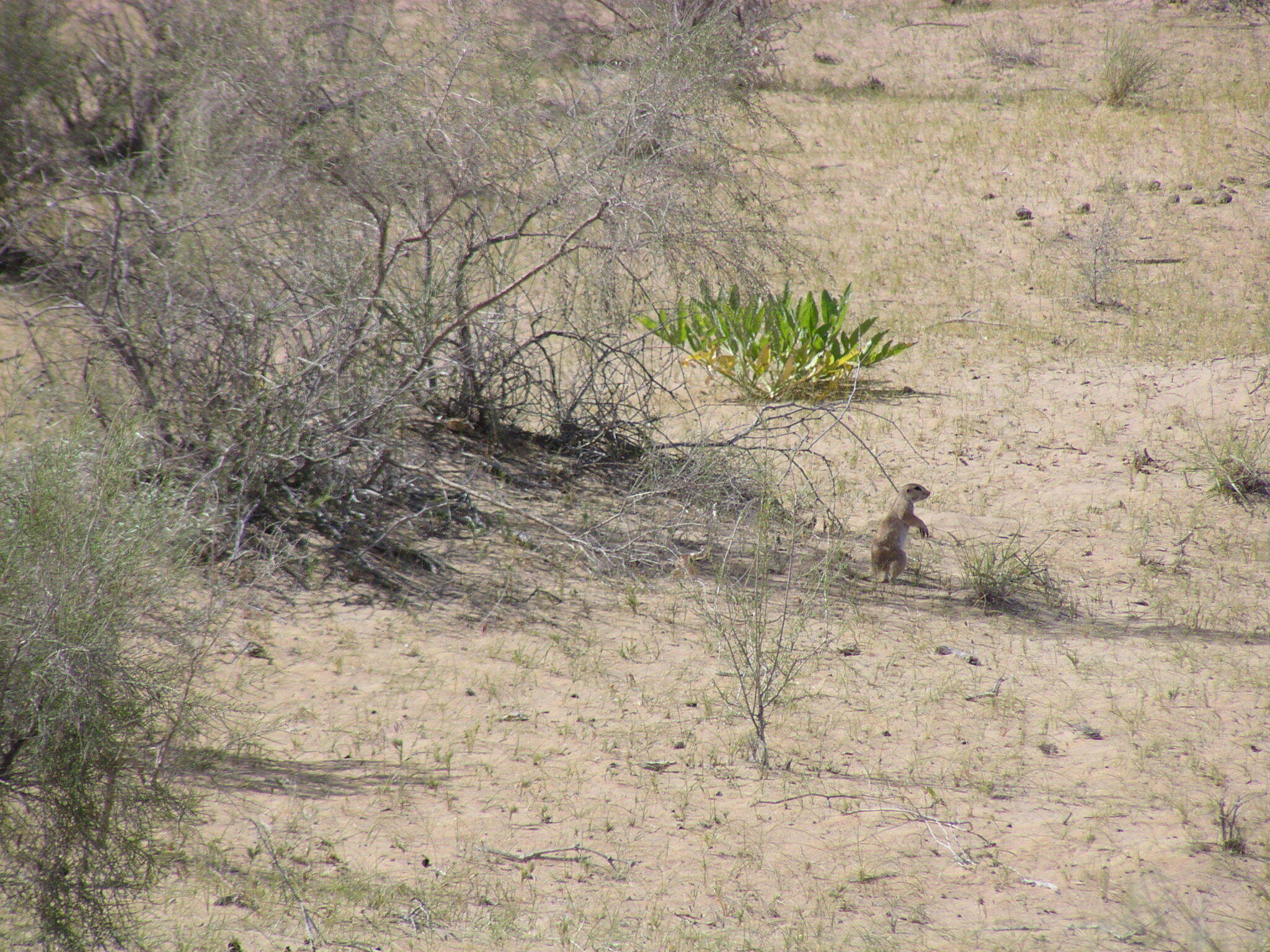Spermophilopsis Blasius, 1884