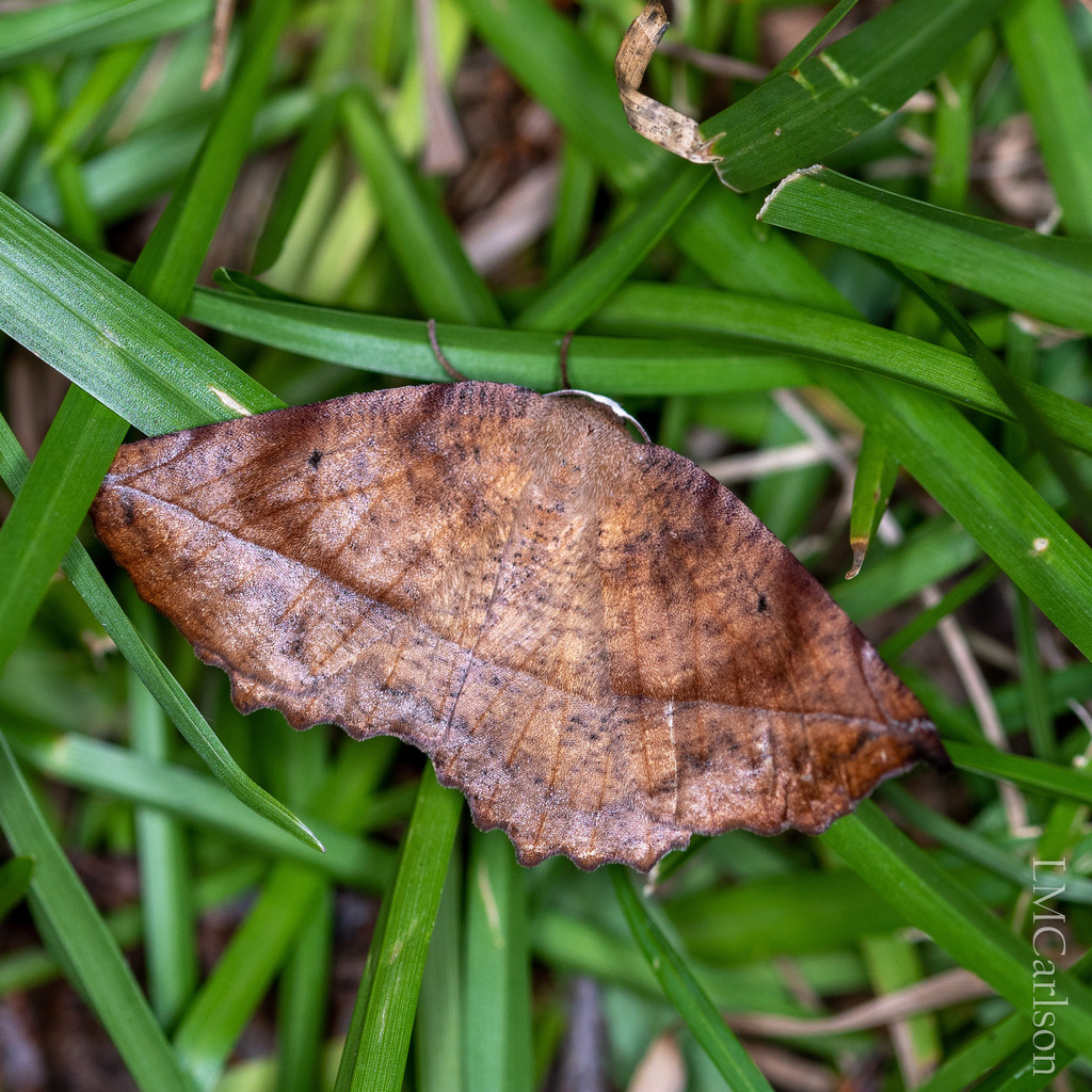 Curved-toothed Geometer Moth from Nantahala Dr, Durham, NC 27713, USA ...