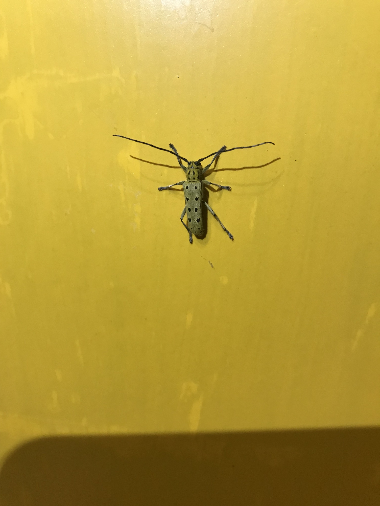 Saperda perforata (Pallas, 1773)