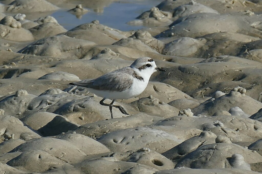 Snowy Plover from Pinellas County, FL (Fort De Soto Park) on January 13 ...