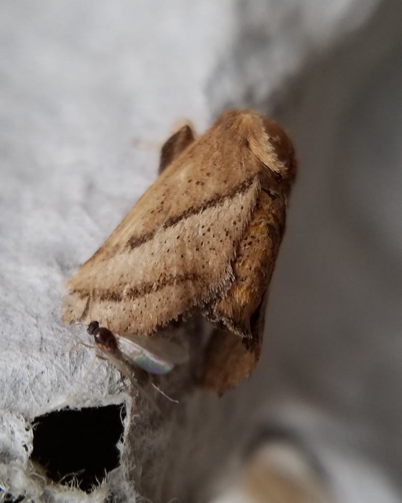 Nason's Slug Moth from Monkton, MD, USA on July 02, 2022 at 06:53 AM by ...